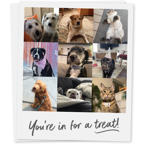 Pets of Lovepop: 2021 🐶🐱🐥
